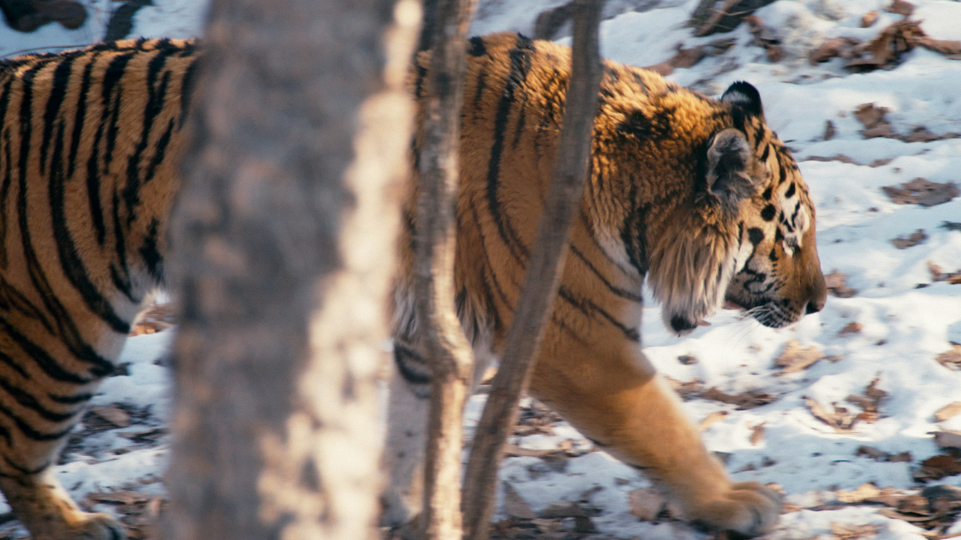 “Tigerland” | One World Cinema